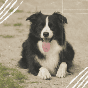 16 rassetypische Border Collie Krankheiten [Expertenwissen]