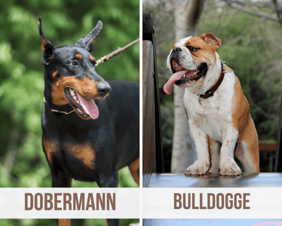 Dobermann Mix: Die 21 beliebtesten Dobermann Mischlinge