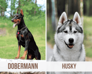 Dobermann Mix: Die 21 beliebtesten Dobermann Mischlinge
