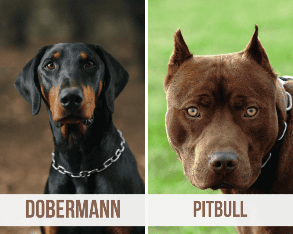 Dobermann Mix: Die 21 beliebtesten Dobermann Mischlinge