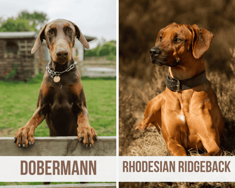 Dobermann Mix: Die 21 beliebtesten Dobermann Mischlinge
