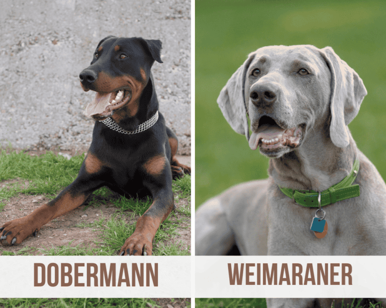 Dobermann Mix: Die 21 beliebtesten Dobermann Mischlinge