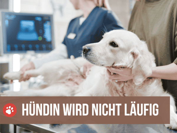 Haarlinge beim Hund - Erkennen und Behandeln