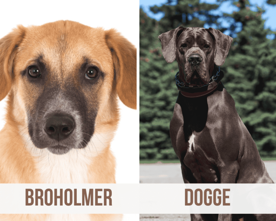 Broholmer Mix: Die 9 beliebtesten Broholmer Mischlinge