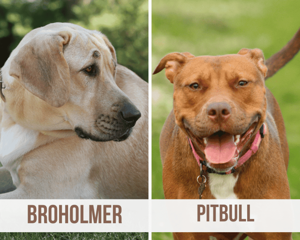 Broholmer Mix: Die 9 beliebtesten Broholmer Mischlinge