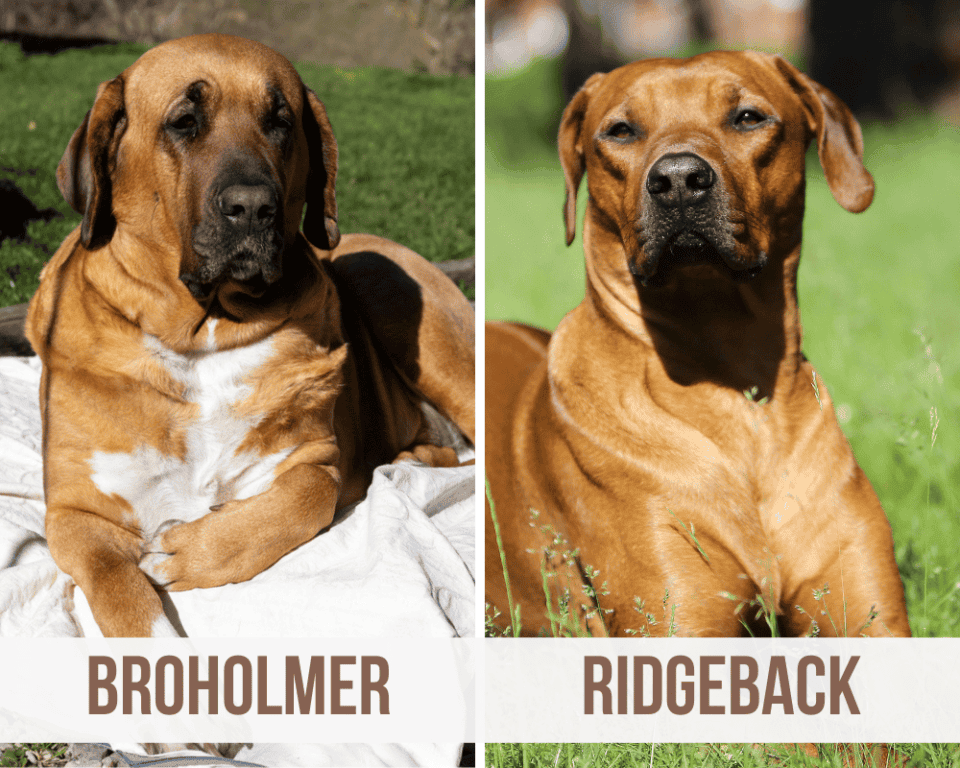 Broholmer Mix: Die 9 beliebtesten Broholmer Mischlinge