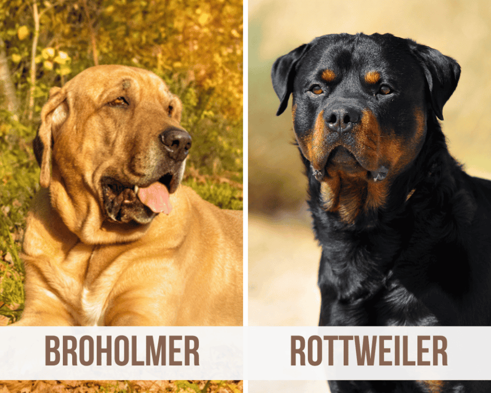 Broholmer Mix: Die 9 beliebtesten Broholmer Mischlinge