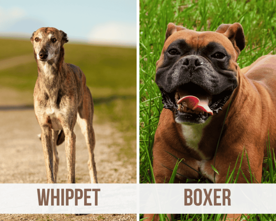 Whippet Mix: Die 12 beliebtesten Whippet Mischlinge