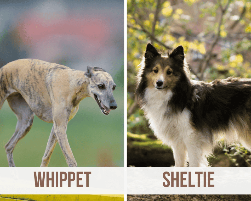 Whippet Mix: Die 12 beliebtesten Whippet Mischlinge