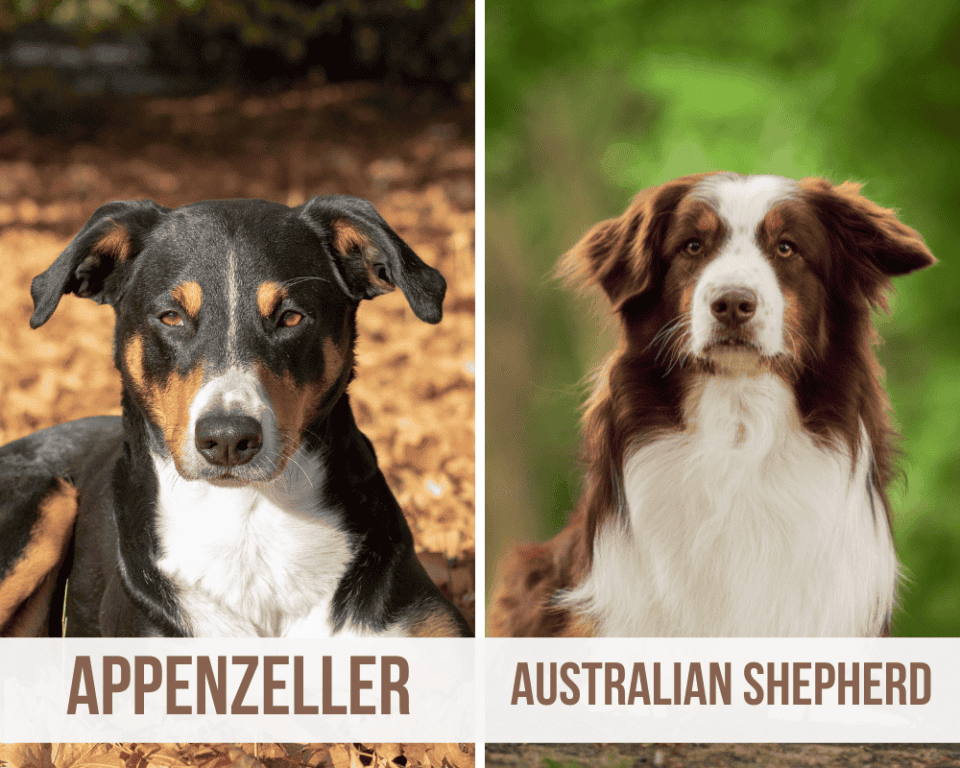 Appenzeller Mix: Die 19 beliebtesten Appenzeller Mischlinge