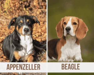 Appenzeller Mix: Die 19 beliebtesten Appenzeller Mischlinge