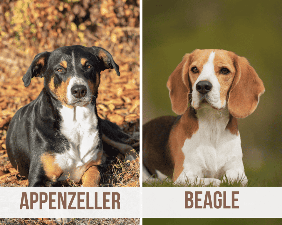 Appenzeller Mix: Die 19 beliebtesten Appenzeller Mischlinge