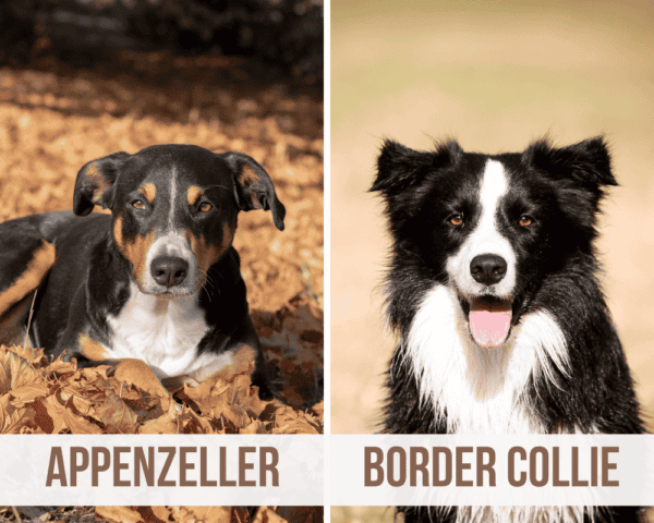 Appenzeller Mix: Die 19 beliebtesten Appenzeller Mischlinge