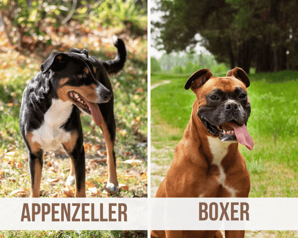 Appenzeller Mix: Die 19 beliebtesten Appenzeller Mischlinge