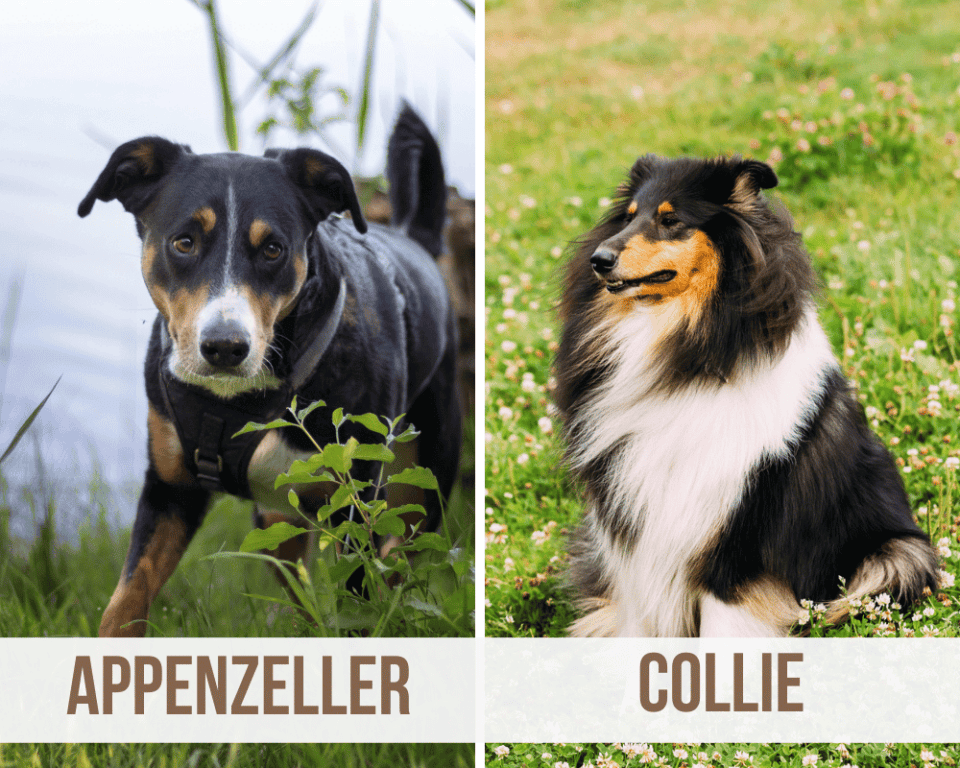 Appenzeller Mix: Die 19 beliebtesten Appenzeller Mischlinge
