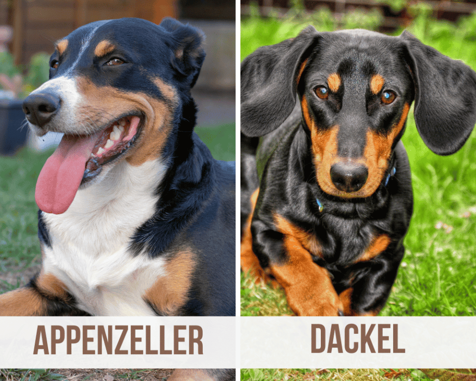 Appenzeller Mix: Die 19 beliebtesten Appenzeller Mischlinge