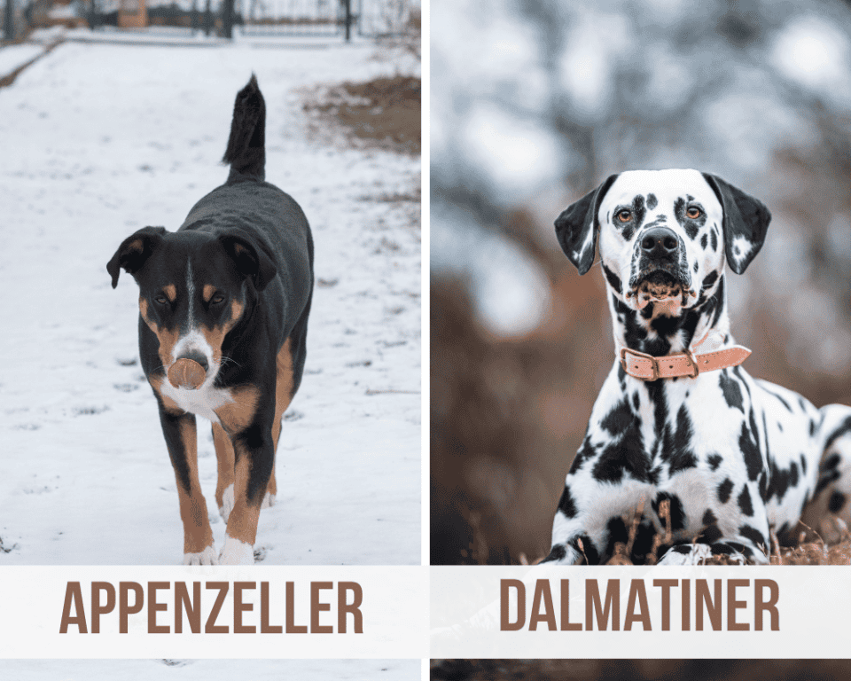 Appenzeller Mix: Die 19 beliebtesten Appenzeller Mischlinge