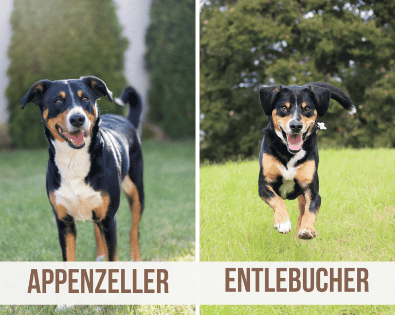 Appenzeller Mix: Die 19 beliebtesten Appenzeller Mischlinge