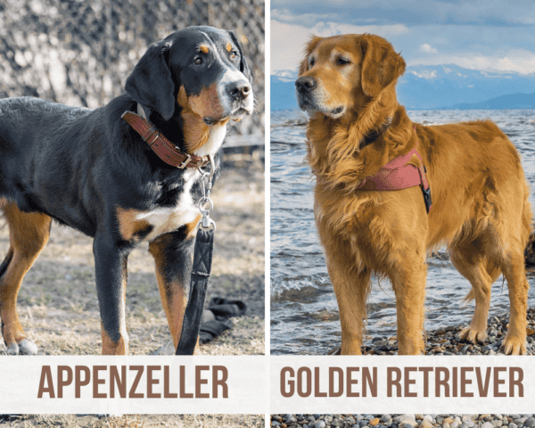 Appenzeller Mix: Die 19 beliebtesten Appenzeller Mischlinge