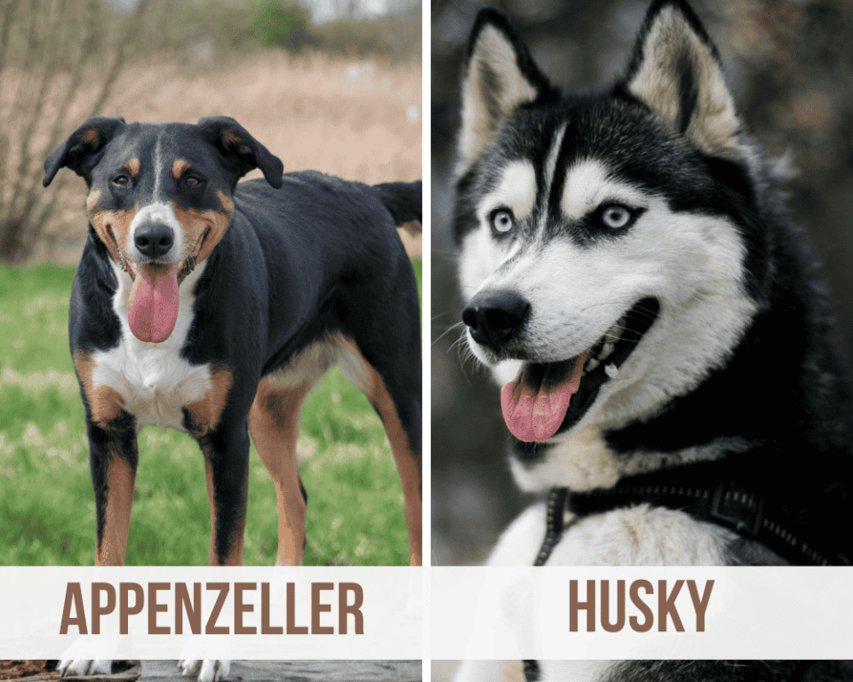 Appenzeller Mix: Die 19 beliebtesten Appenzeller Mischlinge