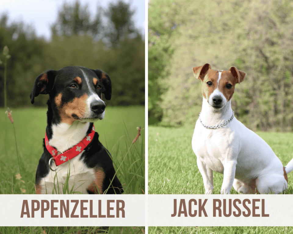 Appenzeller Mix: Die 19 beliebtesten Appenzeller Mischlinge