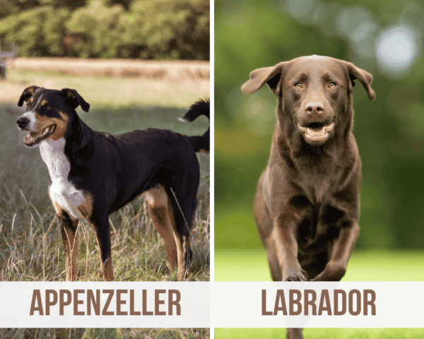 Appenzeller Mix: Die 19 beliebtesten Appenzeller Mischlinge