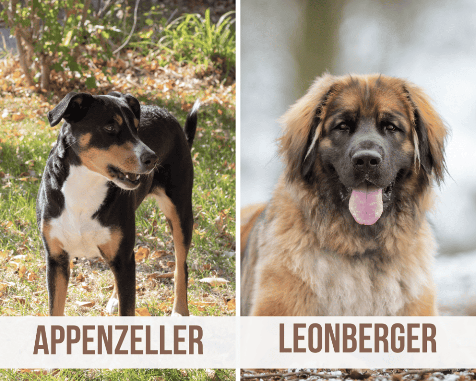 Appenzeller Mix: Die 19 beliebtesten Appenzeller Mischlinge