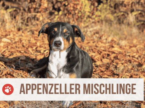 Appenzeller Mix: Die 19 beliebtesten Appenzeller Mischlinge