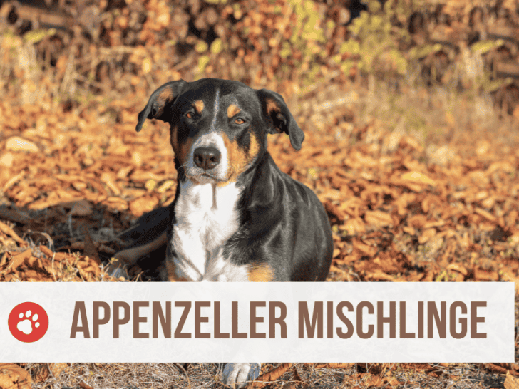 Appenzeller Mix: Die 19 beliebtesten Appenzeller Mischlinge