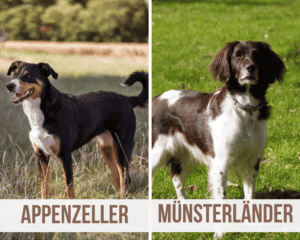 Appenzeller Mix: Die 19 beliebtesten Appenzeller Mischlinge