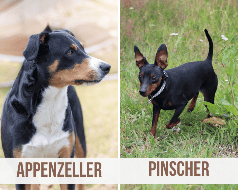 Appenzeller Mix: Die 19 beliebtesten Appenzeller Mischlinge
