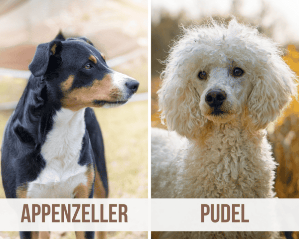 Appenzeller Mix: Die 19 beliebtesten Appenzeller Mischlinge