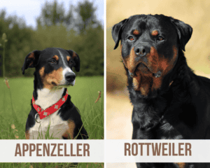 Appenzeller Mix: Die 19 beliebtesten Appenzeller Mischlinge