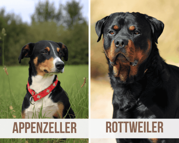 Appenzeller Mix: Die 19 beliebtesten Appenzeller Mischlinge