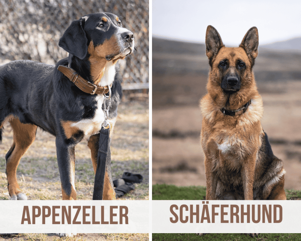 Appenzeller Mix: Die 19 beliebtesten Appenzeller Mischlinge