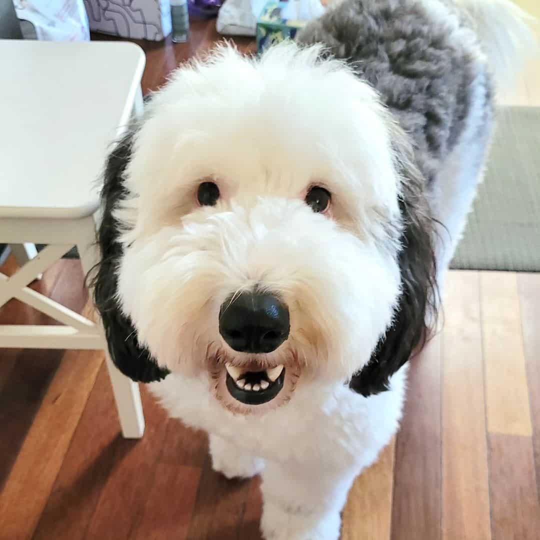 Bayley, ein Mini-Shepadoodle, sieht aus wie Snoopy