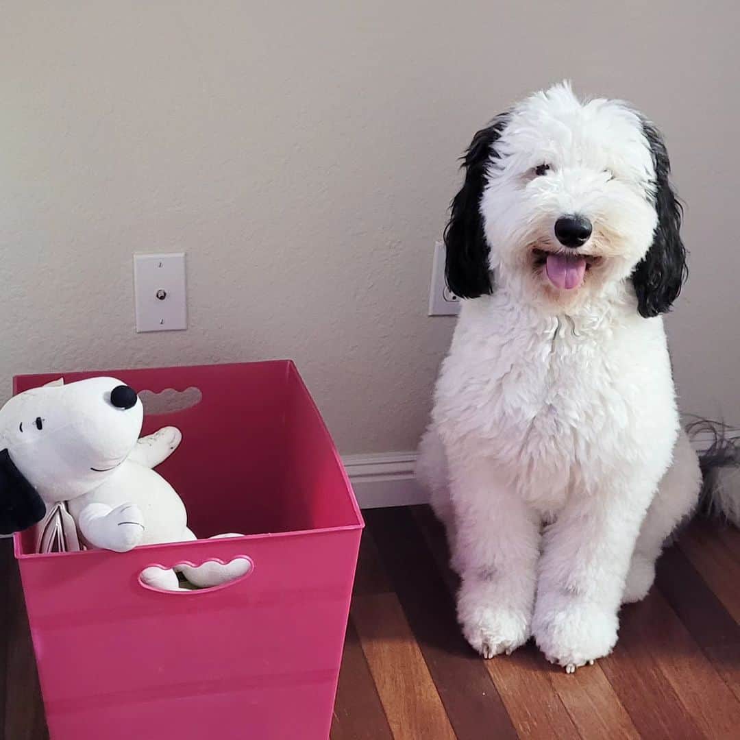 Bayley, ein Mini-Shepadoodle, sieht aus wie Snoopy