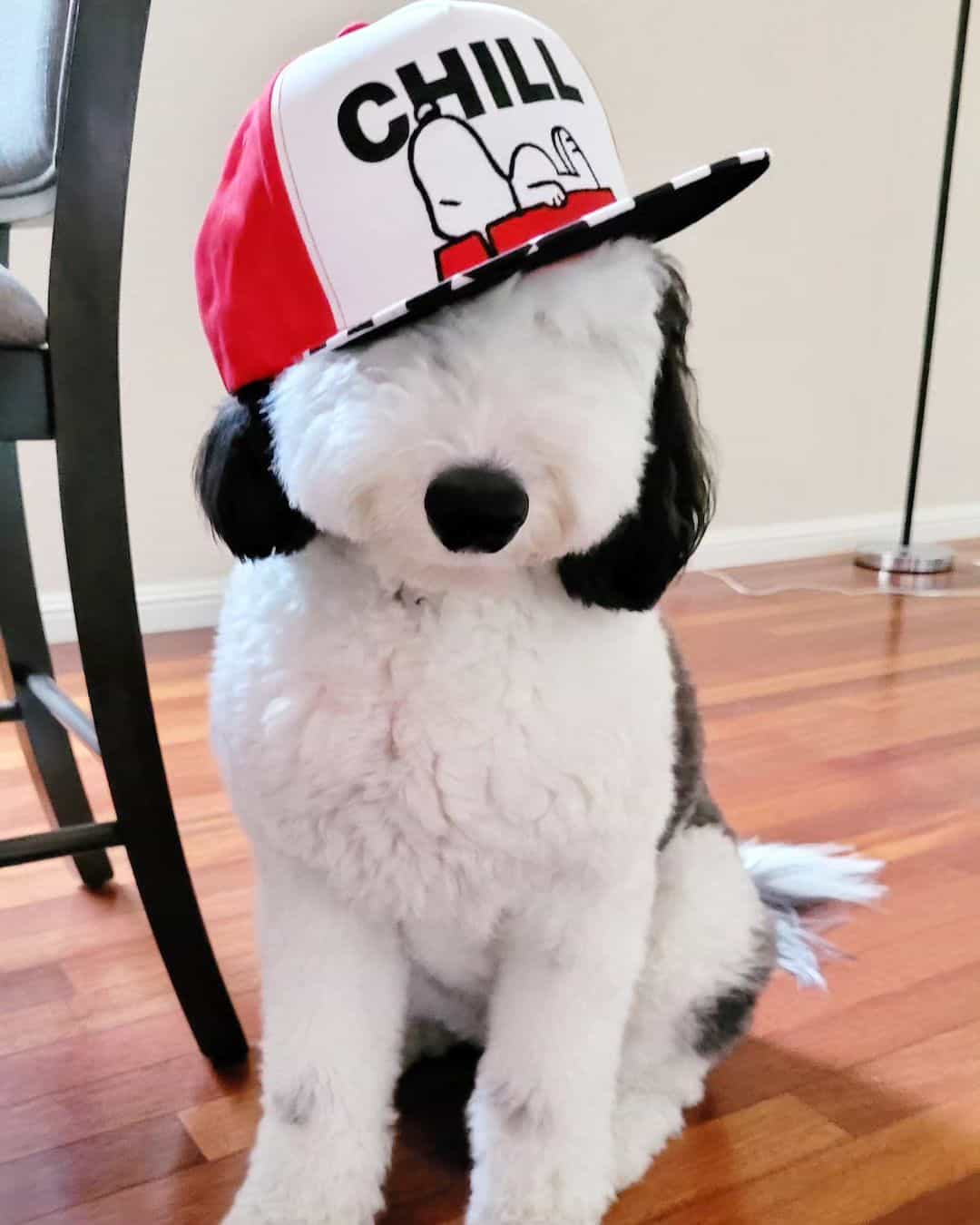 Bayley, ein Mini-Shepadoodle, sieht aus wie Snoopy