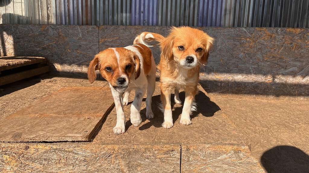 Annie Sue und ihr Sohn Mateo suchen dich